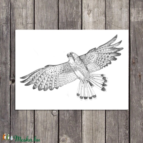 Sólyom madár illusztráció, rajz digitális nyomata, gyerekszoba dekor ...